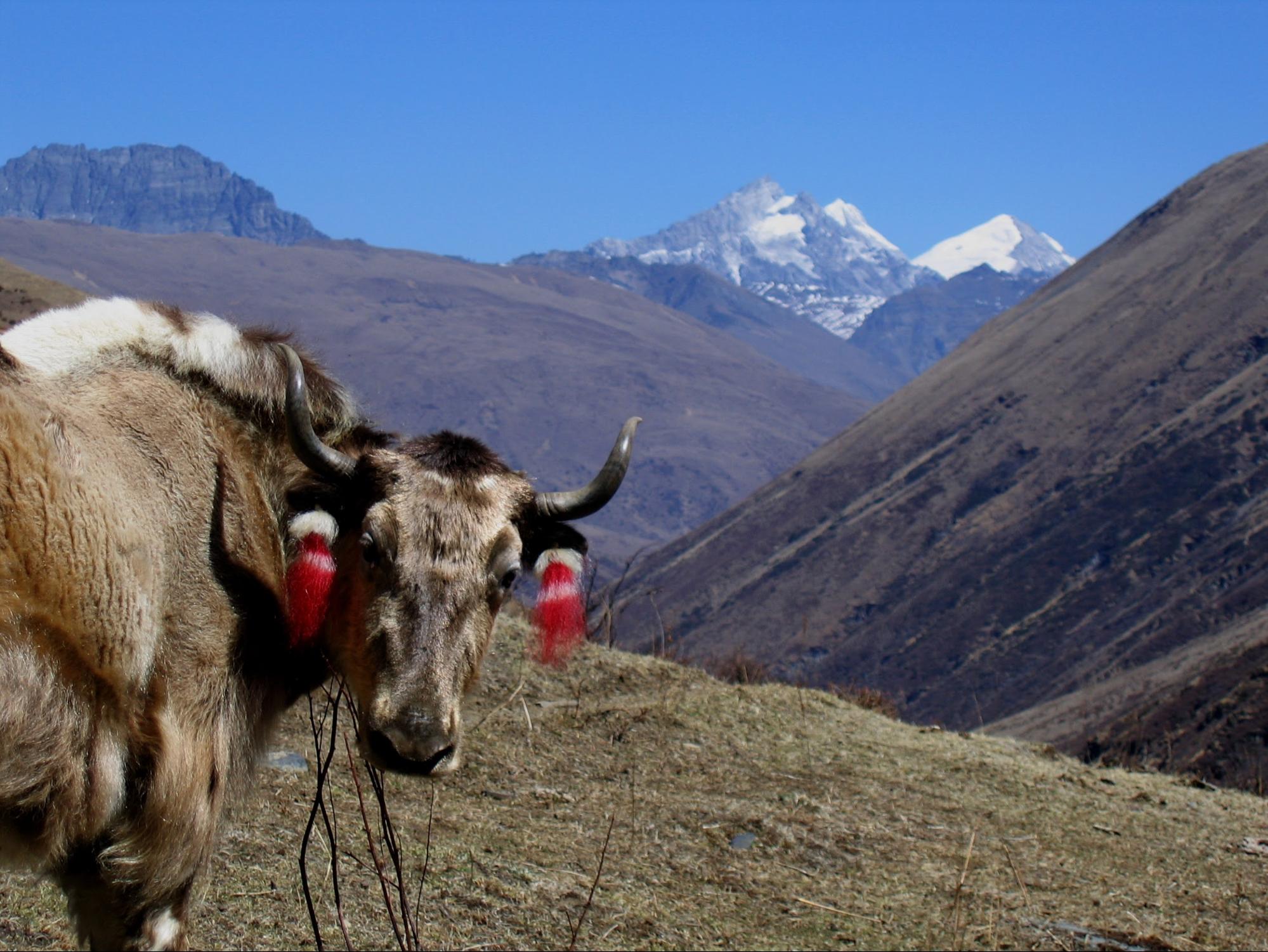 yak-in-front-of-high-himalayas - Yak Holidays